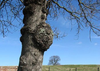 What is an excrescence? | Publication Coach