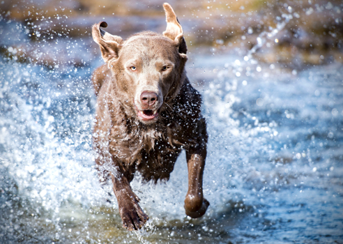 What's the origin of the word 'galumphing'? | Publication Coach